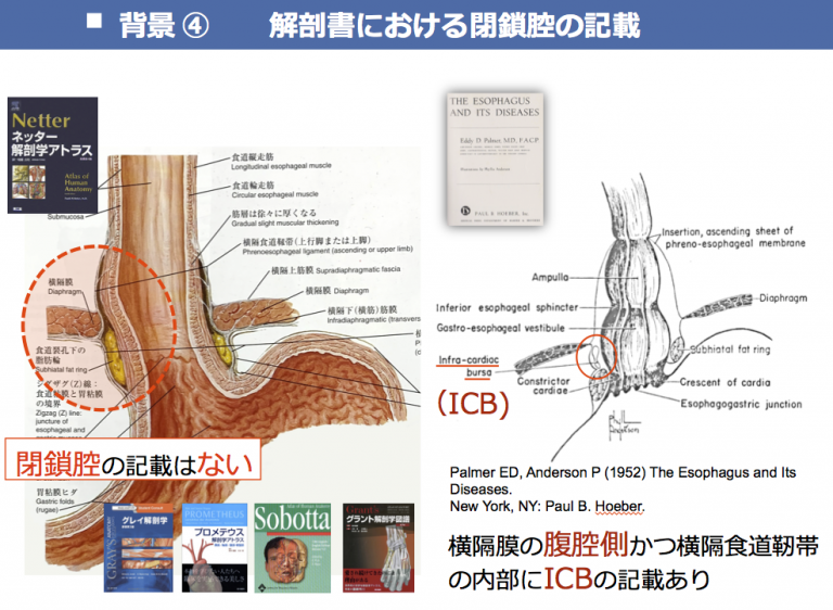 網嚢・Infracardiac bursa (ICB) の形成 – 京都大学 医学研究科 人間健康科学系専攻 病理学