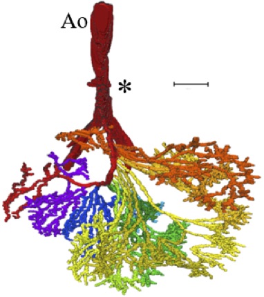 修士論文概要 – 京都大学 医学研究科 人間健康科学系専攻 病理学